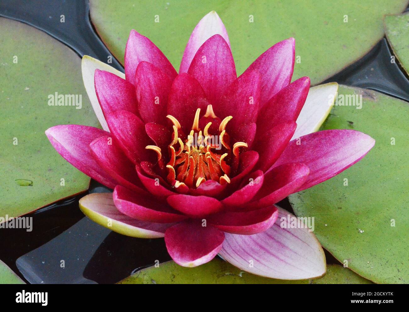Water Lily (Nymphaeaceae Stock Photo - Alamy