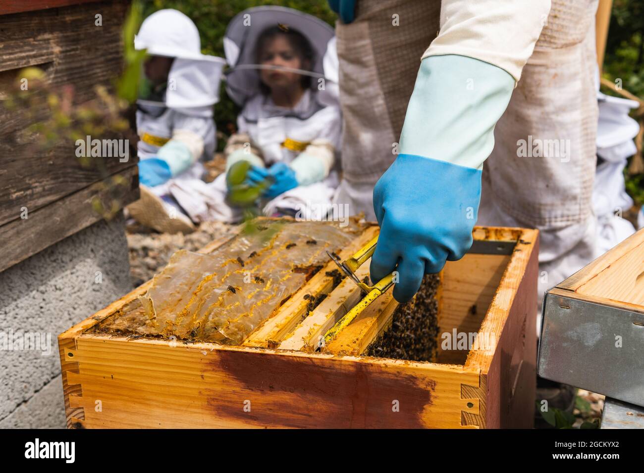 Crop unrecognizable beekeeper in protective gloves and uniform holding ...
