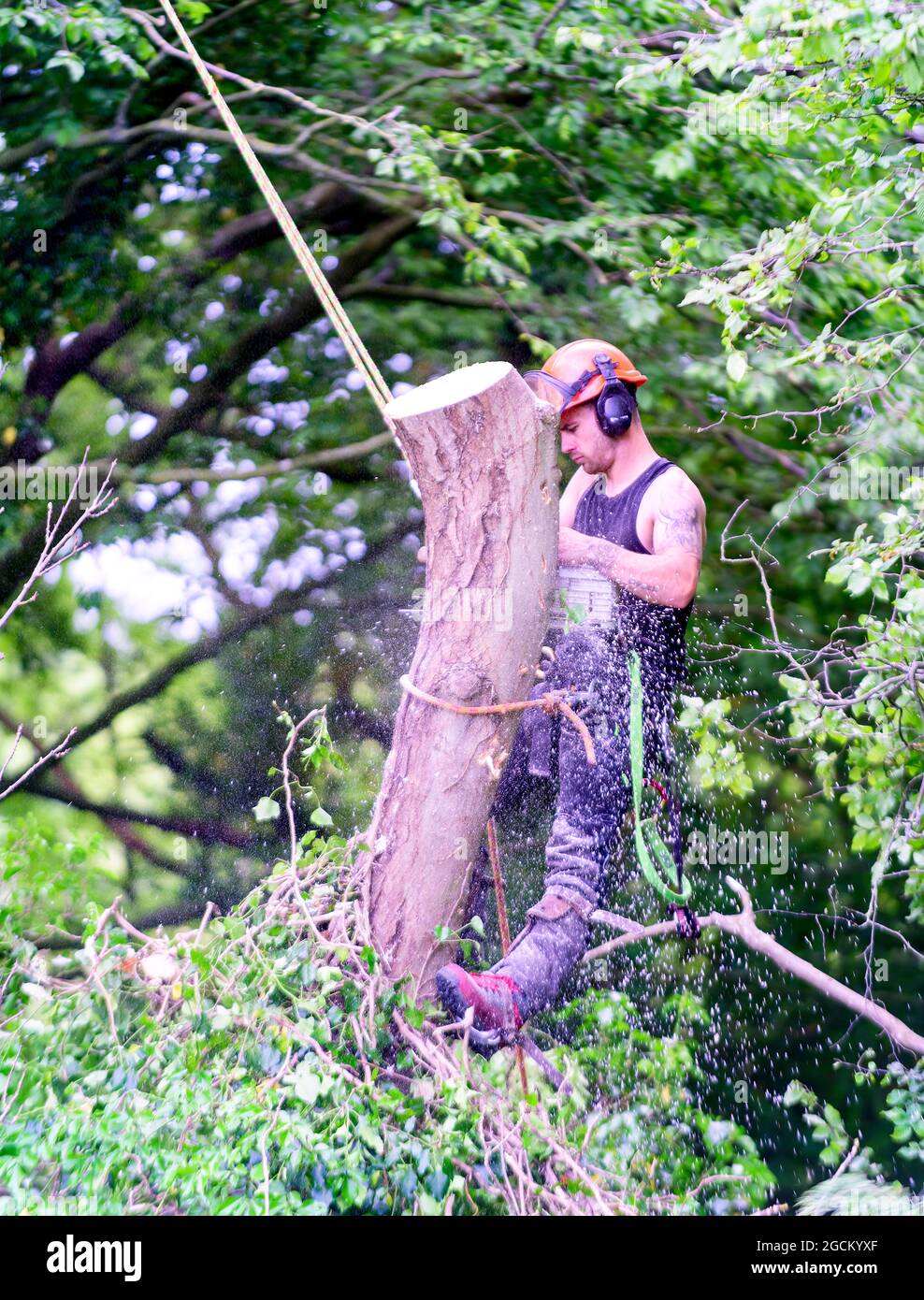 Cutting down trees for their wood hi-res stock photography and images ...