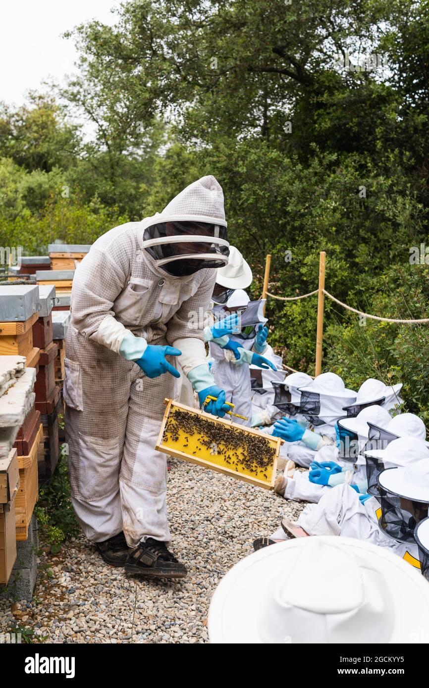 Side view of unrecognizable beekeeper showing honeycomb with bees to company of children in ...