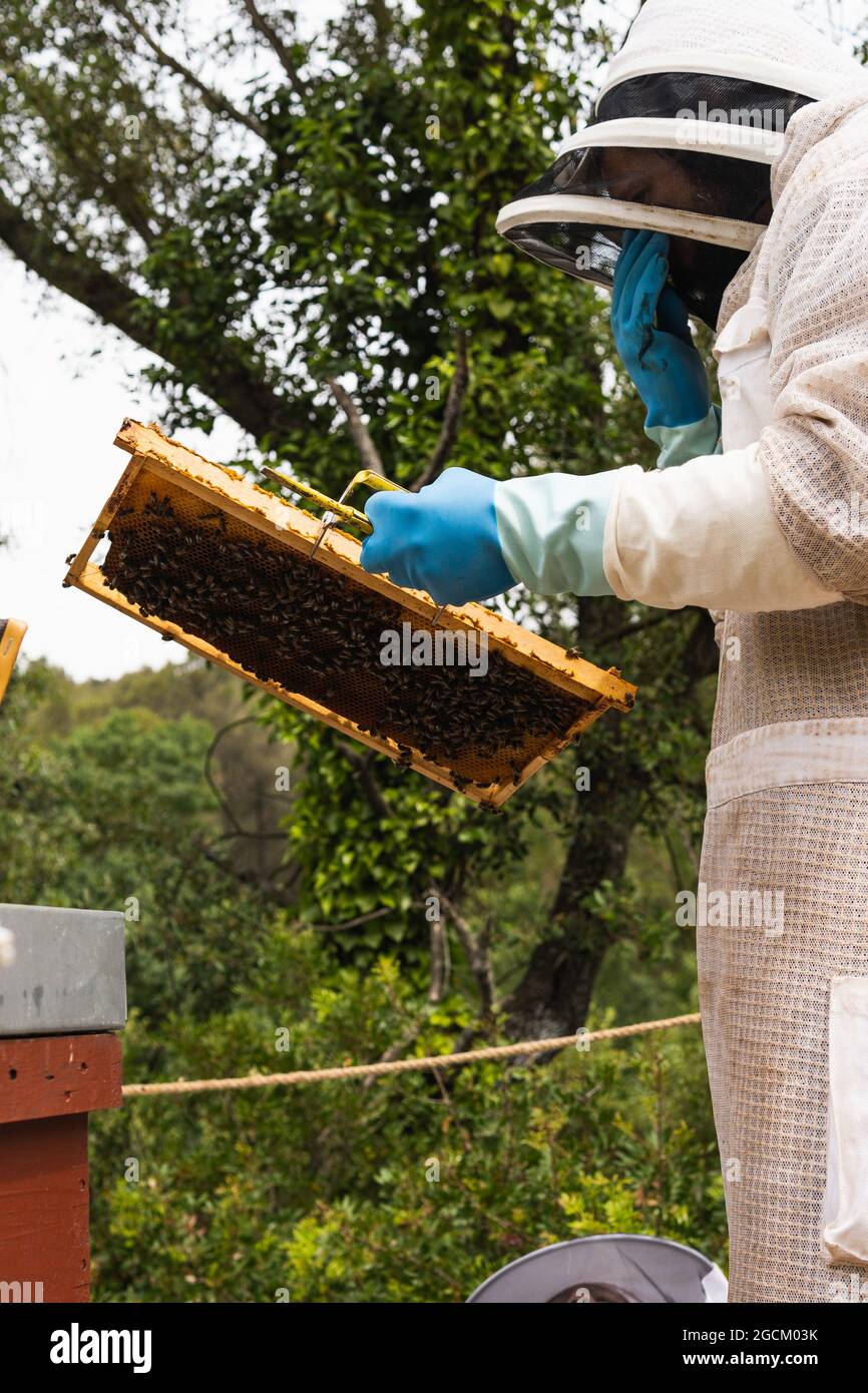 Side view of anonymous beekeeper in protective costume and gloves ...