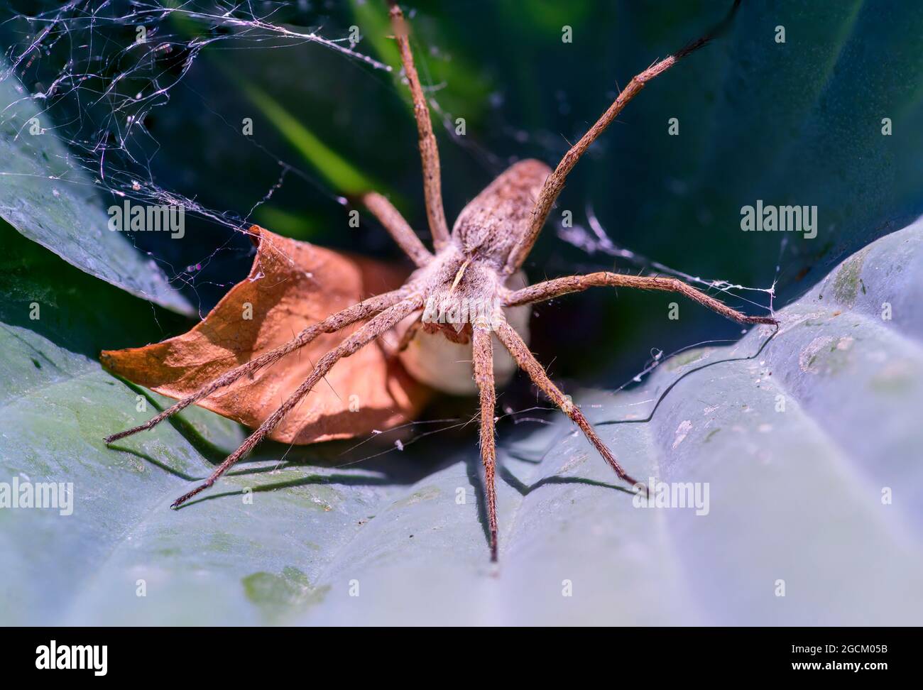 Focus stacked image of a nursery web spider Pisaura mirabilis female ...