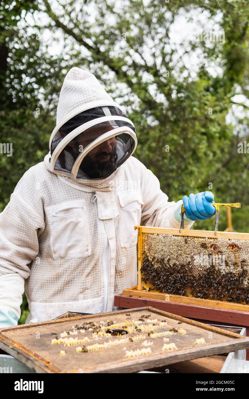 man beekeeper in protective costume and gloves standing with honeycomb ...