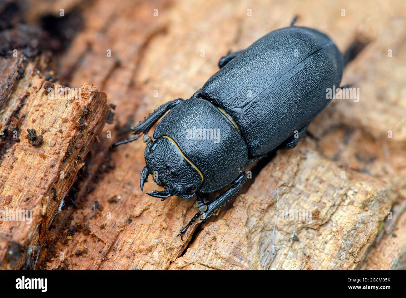female Lesser stag beetle Dorcus parallelipipedus on a rotting wood ...
