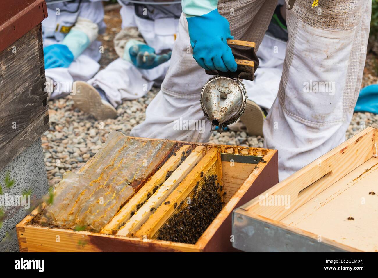 Professional beekeeper fumigate bee hive hi-res stock photography and ...