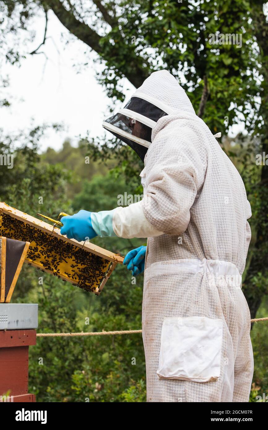 Side view of anonymous beekeeper in protective costume and gloves ...