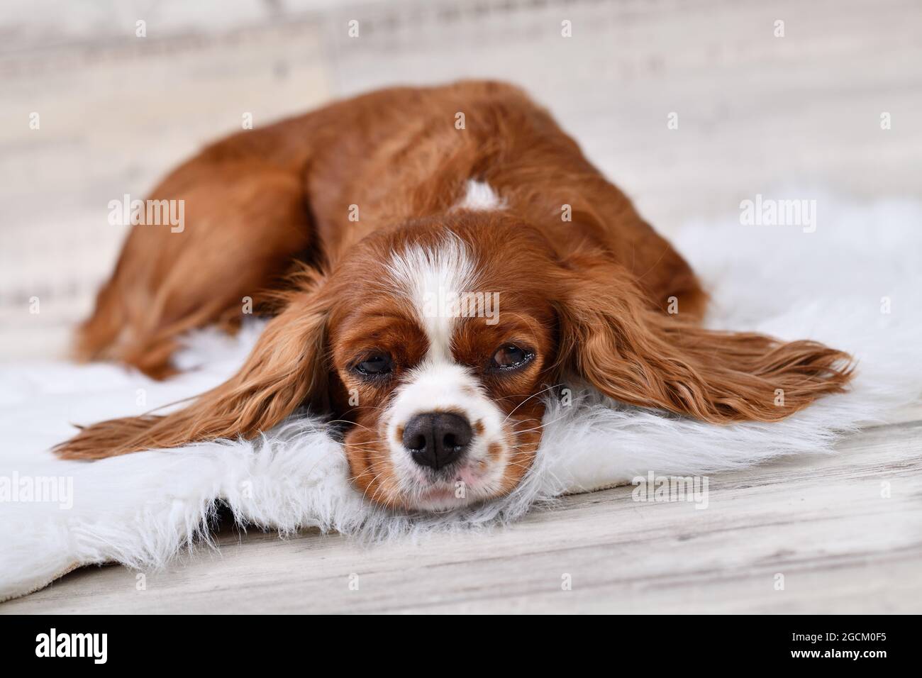 Dog Cavalier King Charles Spaniel Blenheim Stock Photo - Alamy