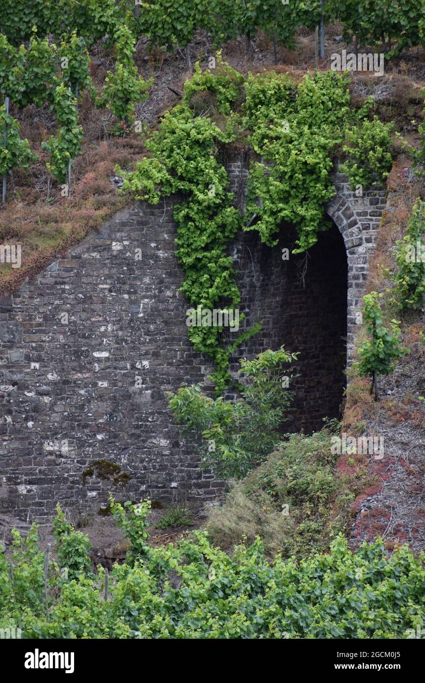 old tunnel entry in the vineyards Stock Photo - Alamy