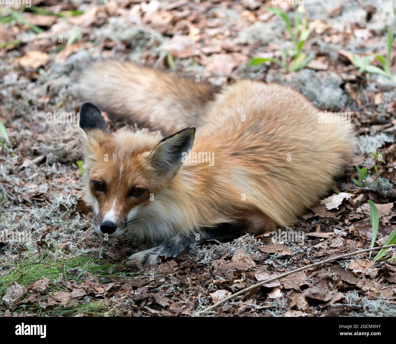 Fox lying down hi-res stock photography and images - Alamy