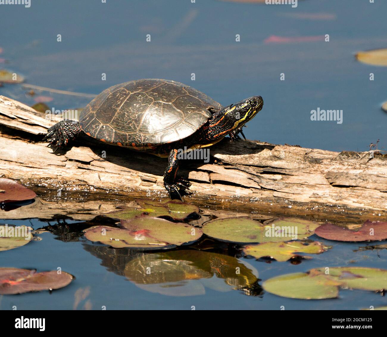 Painted turtle on a log in the pond with lily pad pond, water lilies ...