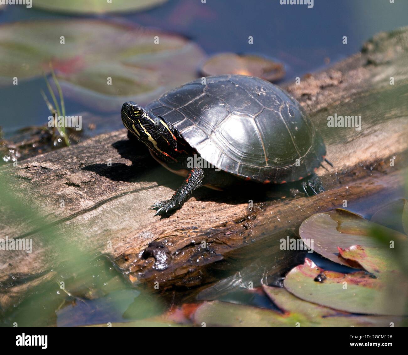 Painted turtle on a log in the pond with lily pad pond, water lilies ...