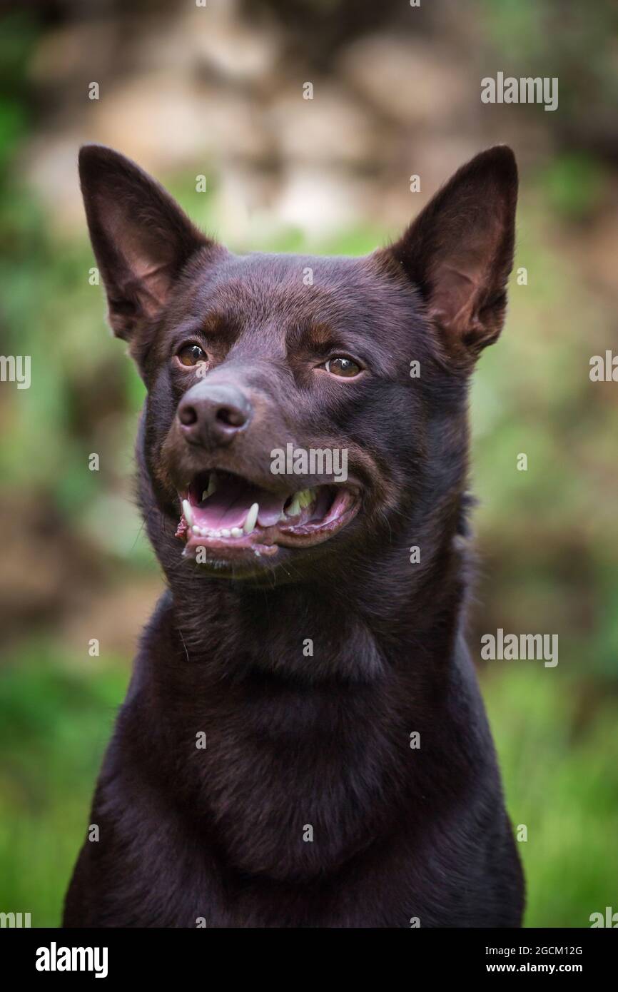 Australian kelpie hi-res stock photography and images - Alamy