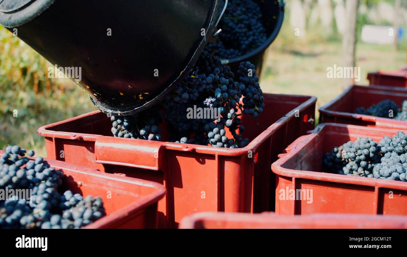 Grape harvesting outdoors in sunlight. Harvesting and collecting of ...