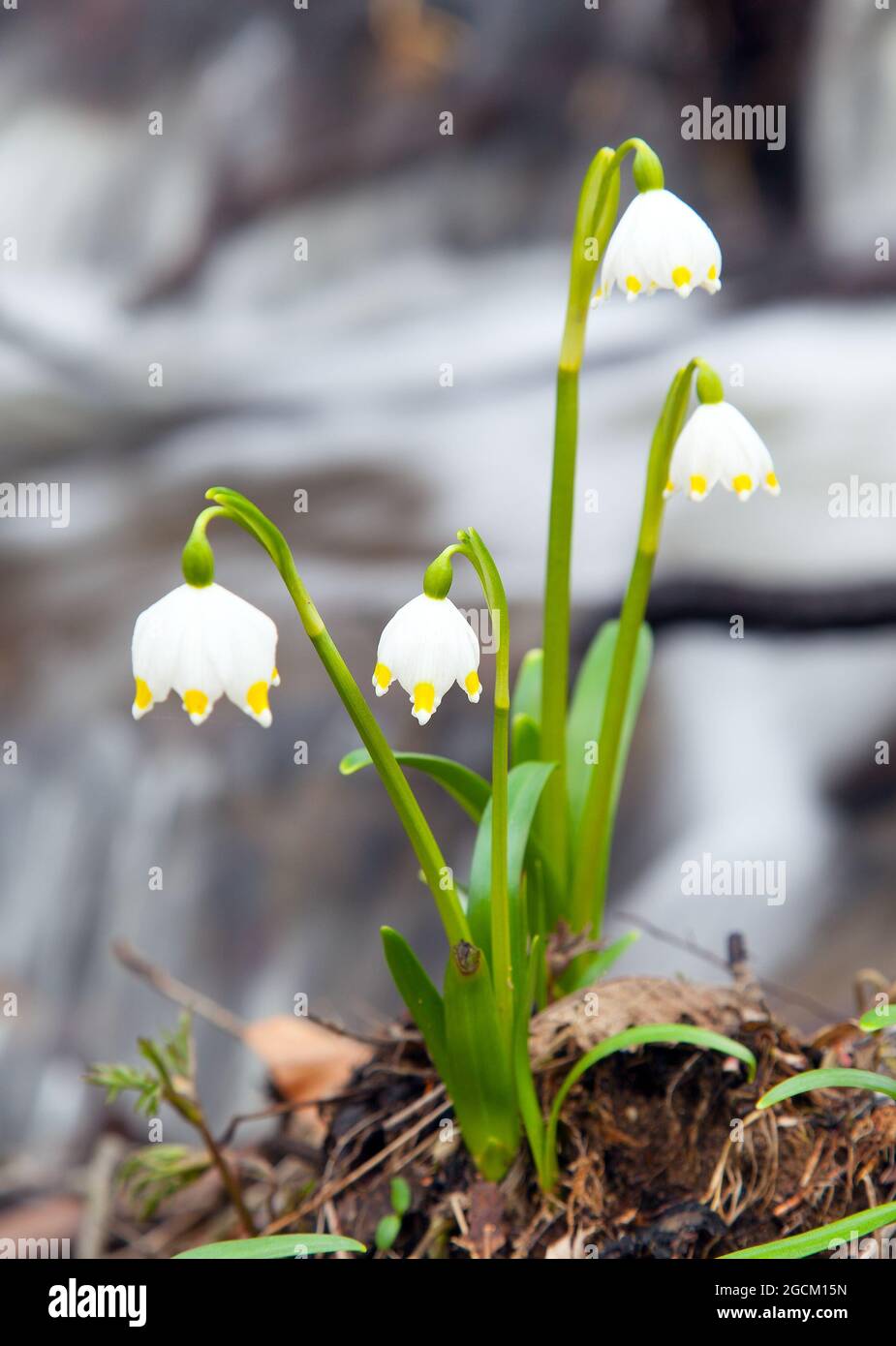 Spring Snowflake, Summer Snowflake or Loddon Lily - Leucojum vernum ...