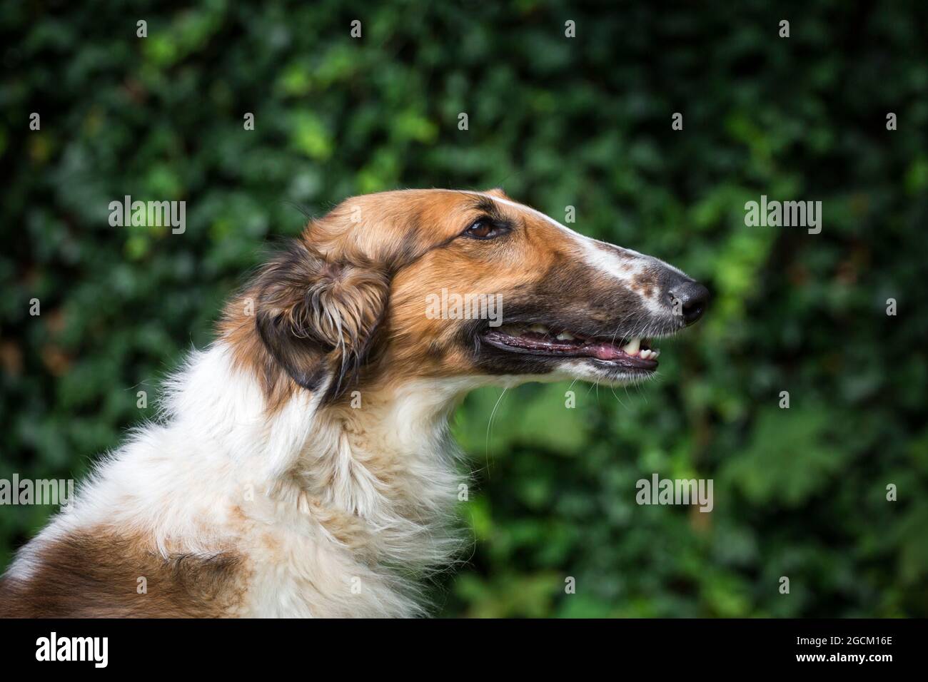 Borzoi, Russian Hunting Sighthound Stock Photo - Alamy