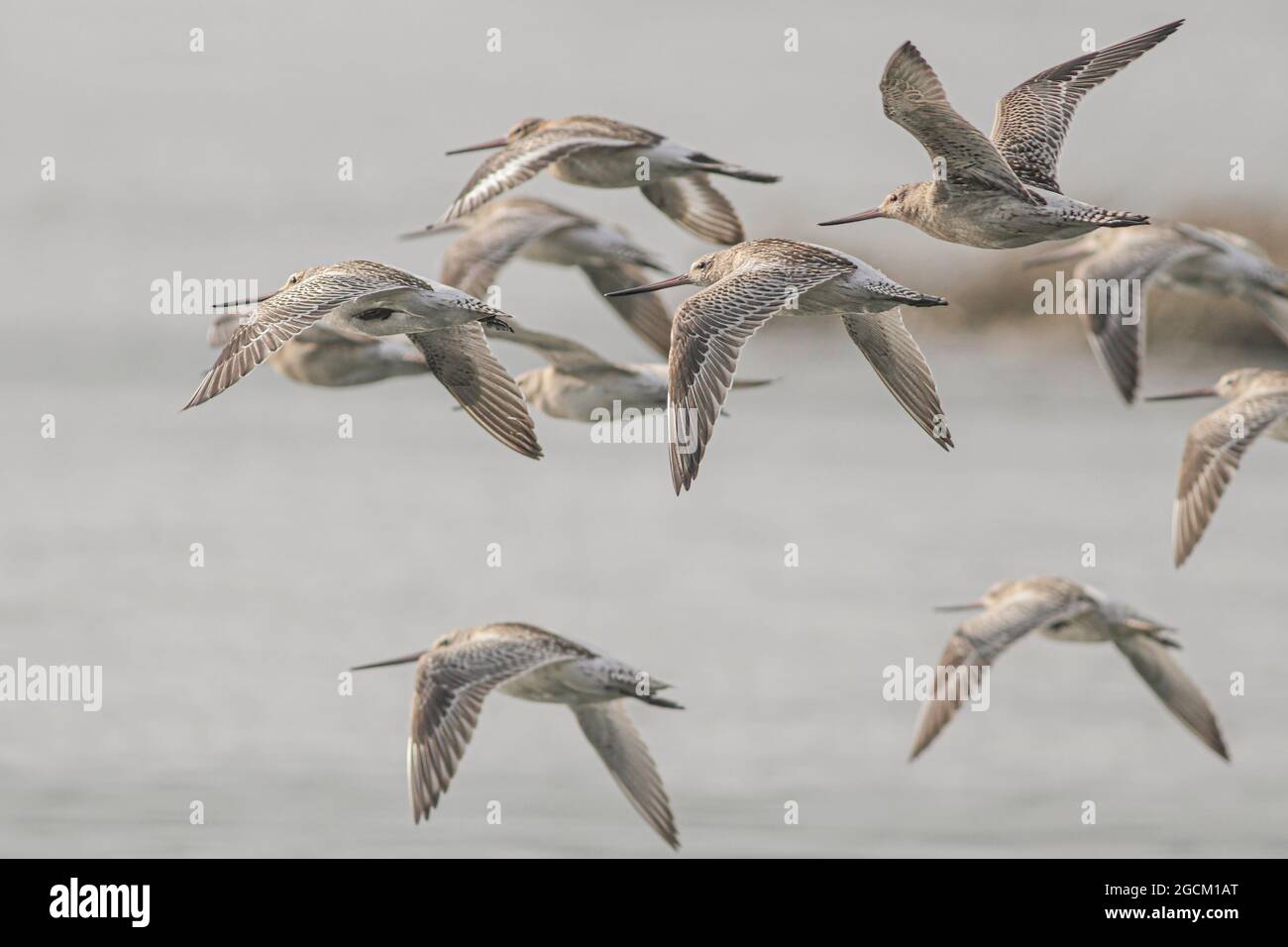 Flock of sandpipers in flight, north of Portugal Stock Photo - Alamy