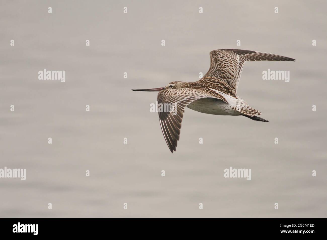 Sandpiper in flight closeup. Northern portuguese coast Stock Photo - Alamy