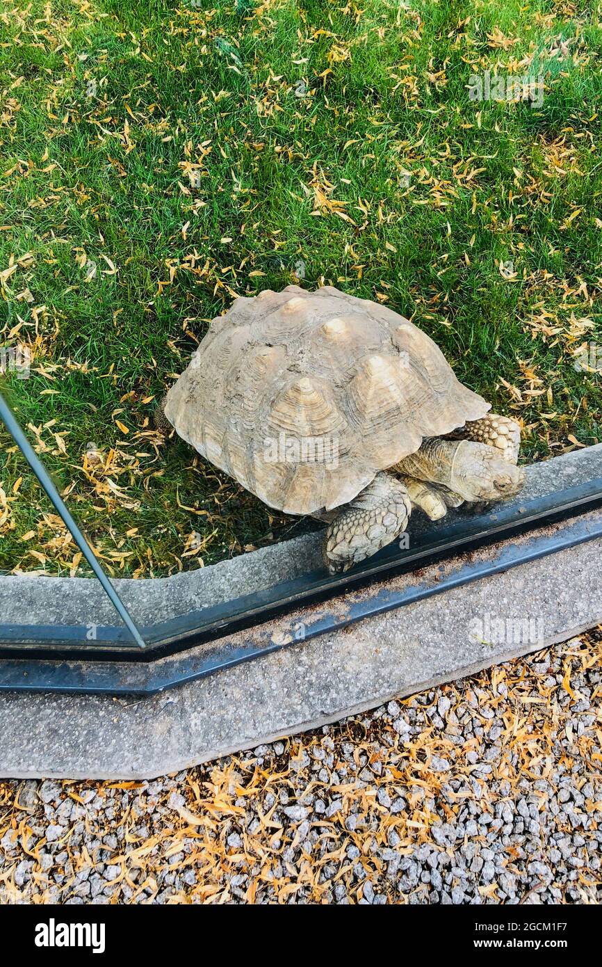Steppe turtle in the Polish zoo Stock Photo - Alamy