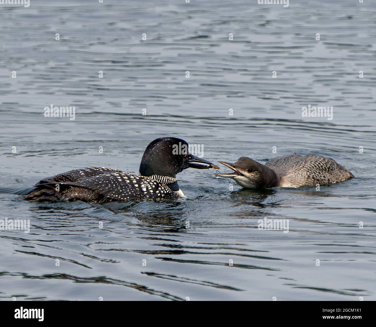 Common Loon feeding its young in growing phase in their environment and ...
