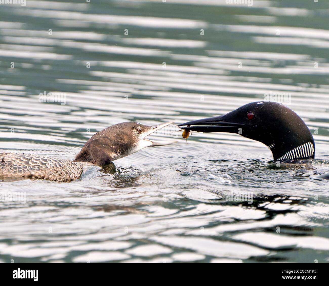 Common loon immature bird image hi-res stock photography and images - Alamy