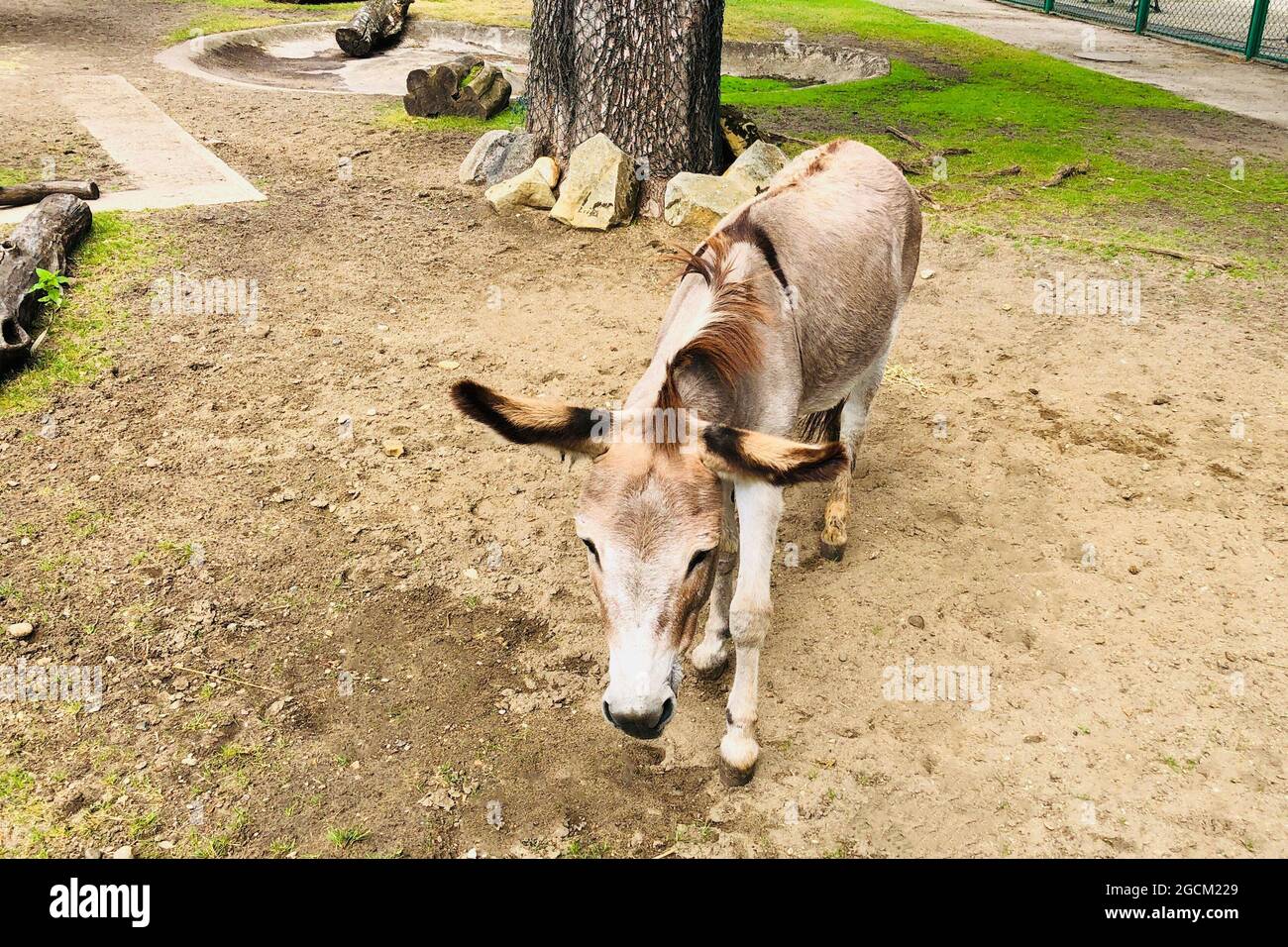 Domestic donkey in the Polish zoo Stock Photo - Alamy