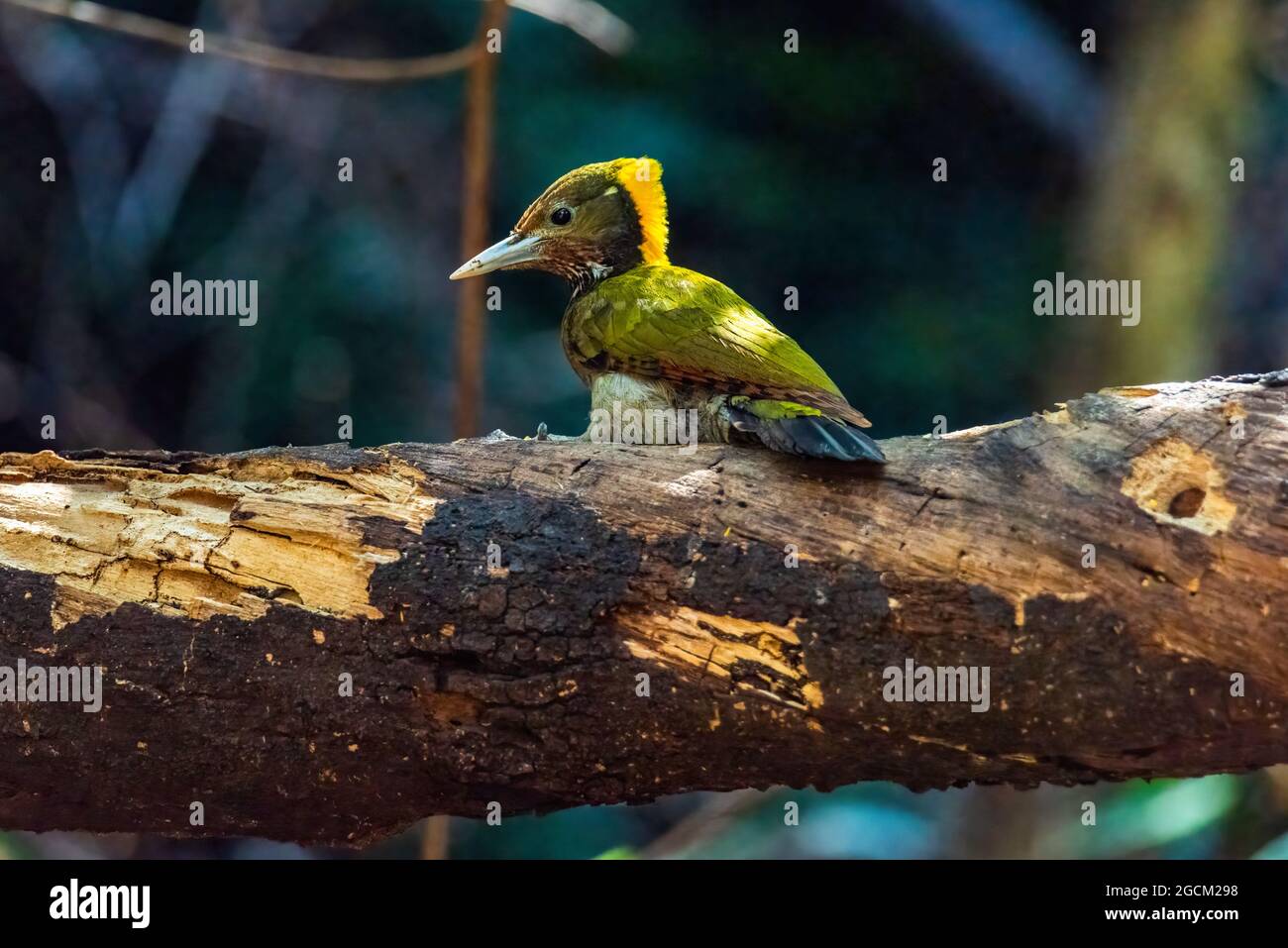 Two woodpeckers feeding hi-res stock photography and images - Alamy