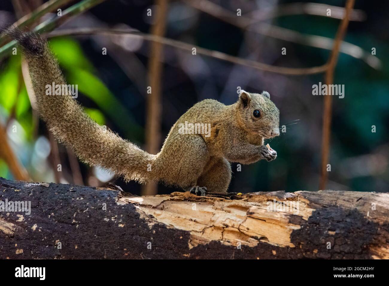 squirrels are the members of the squirrel family (Sciuridae Stock Photo ...