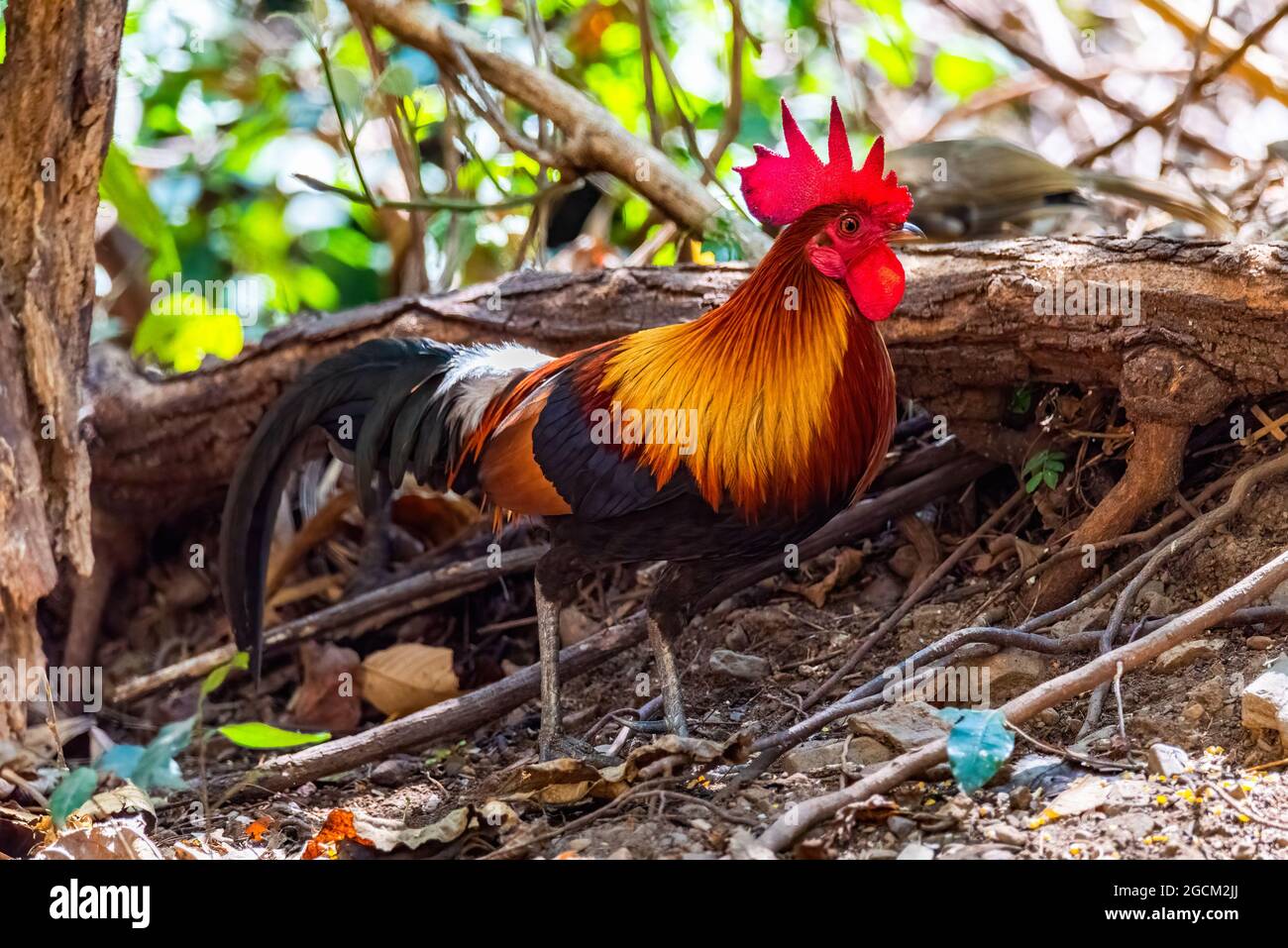 Red Junglefowl - Gallus gallus tropical bird in nature thailand Stock ...