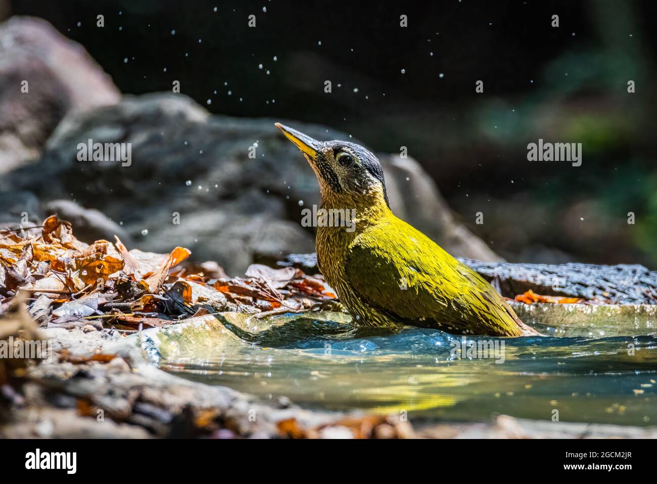 Common flameback, beautiful bird woodpecker in nature Stock Photo - Alamy