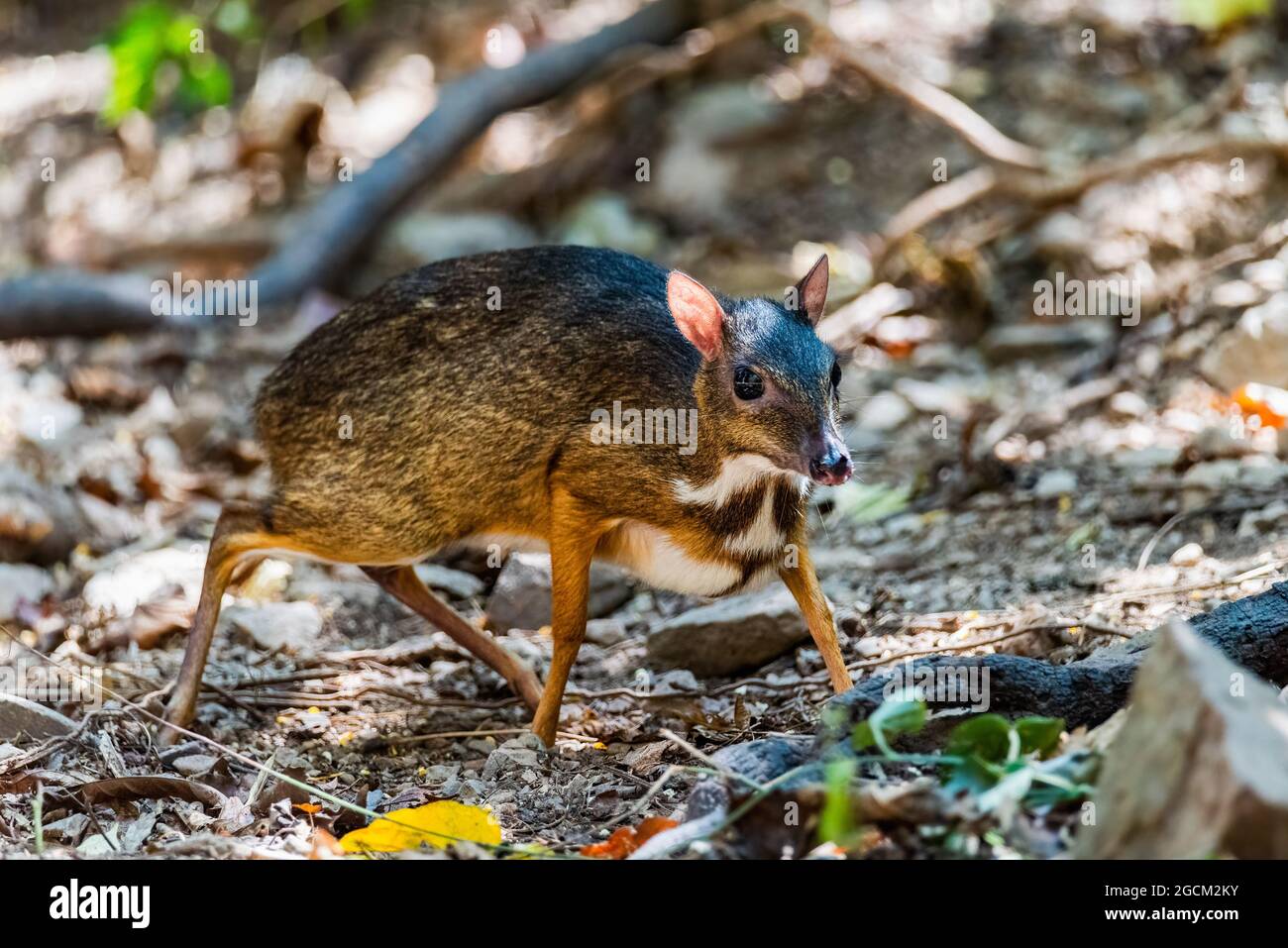 Lesser malay mouse deer hi-res stock photography and images - Alamy