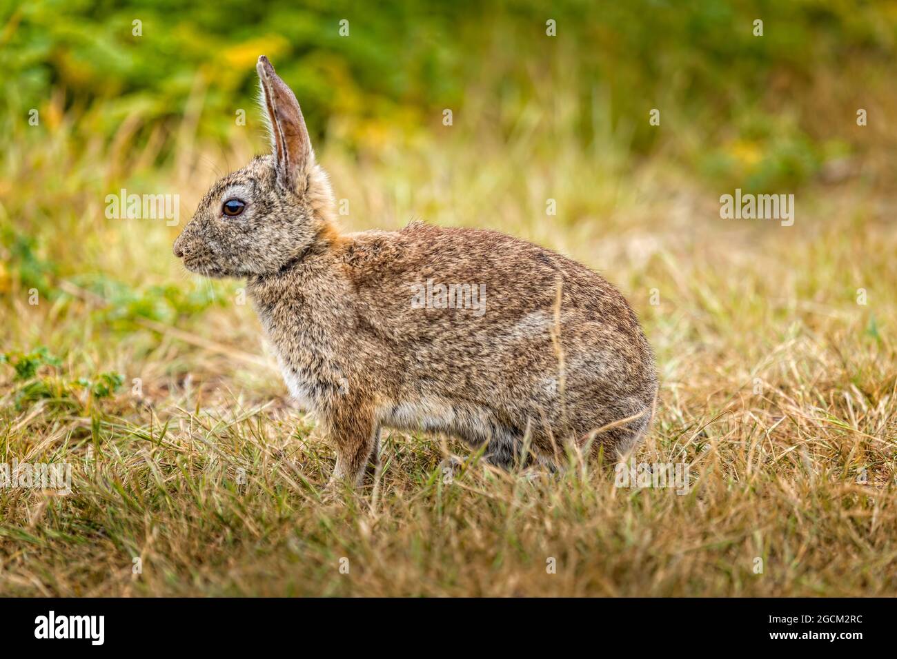 Bunny with long tail hi-res stock photography and images - Alamy
