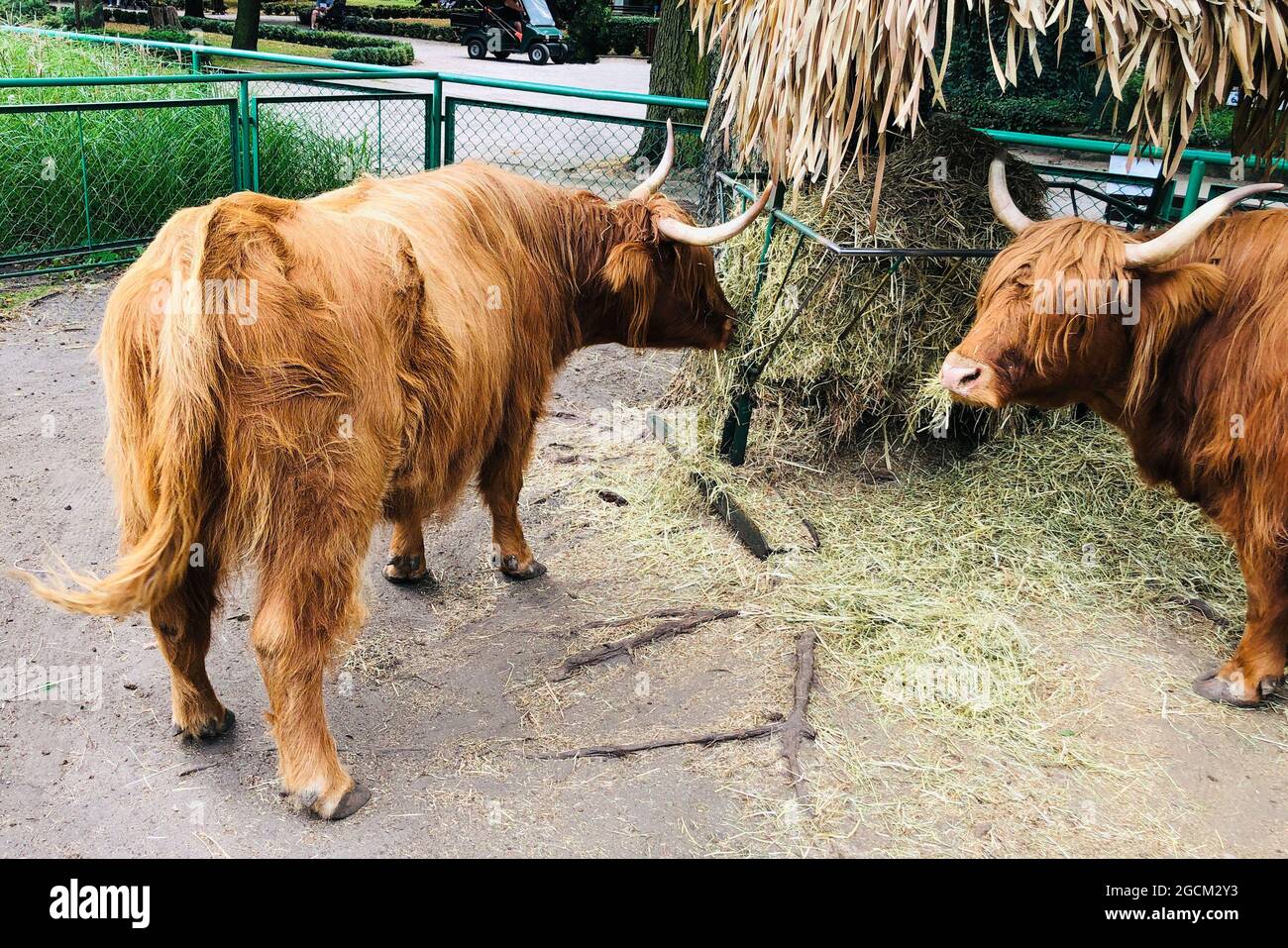 Scottish highland cow in the Polish zoo Stock Photo - Alamy