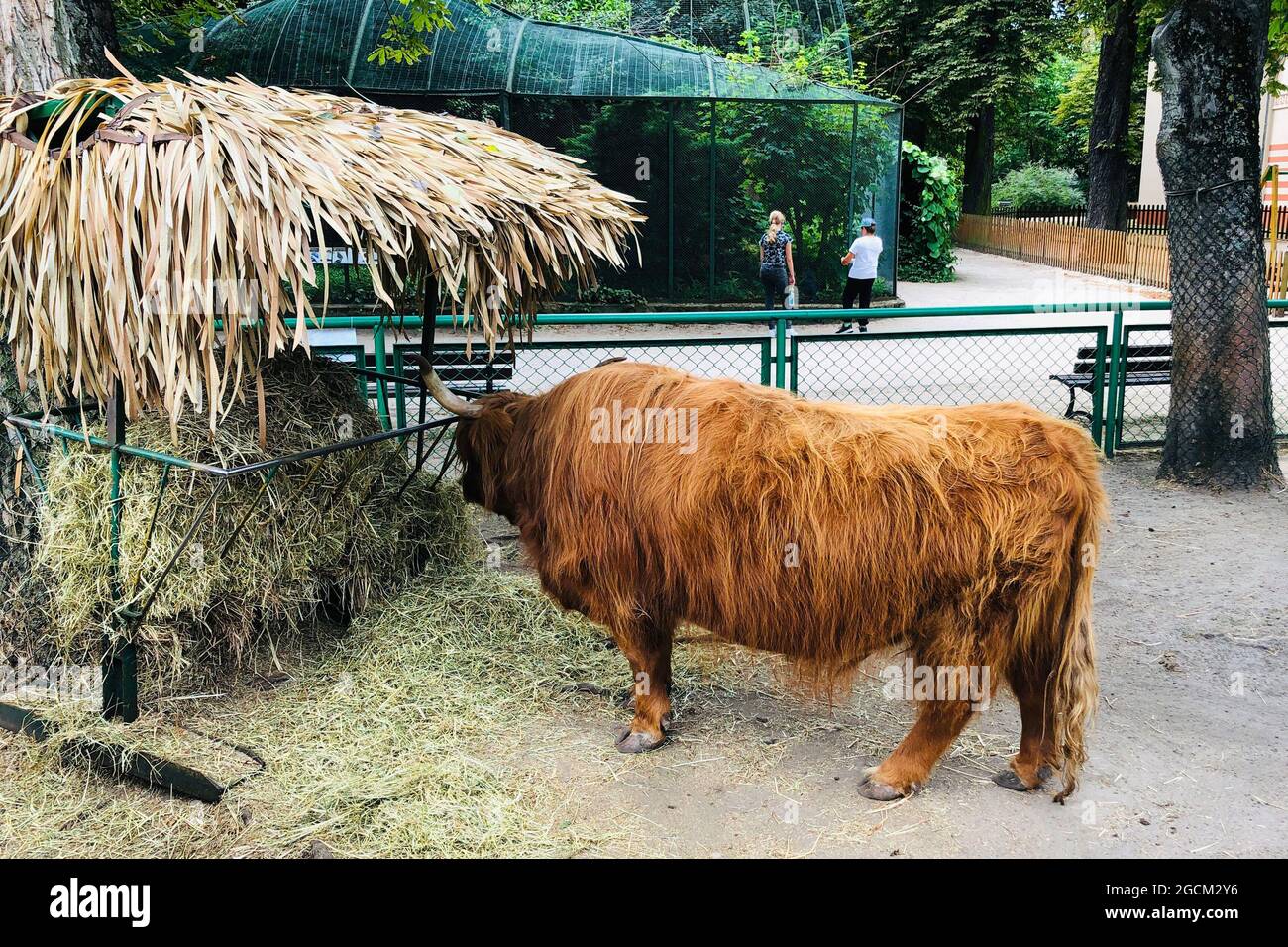 Scottish highland cow in the Polish zoo Stock Photo - Alamy