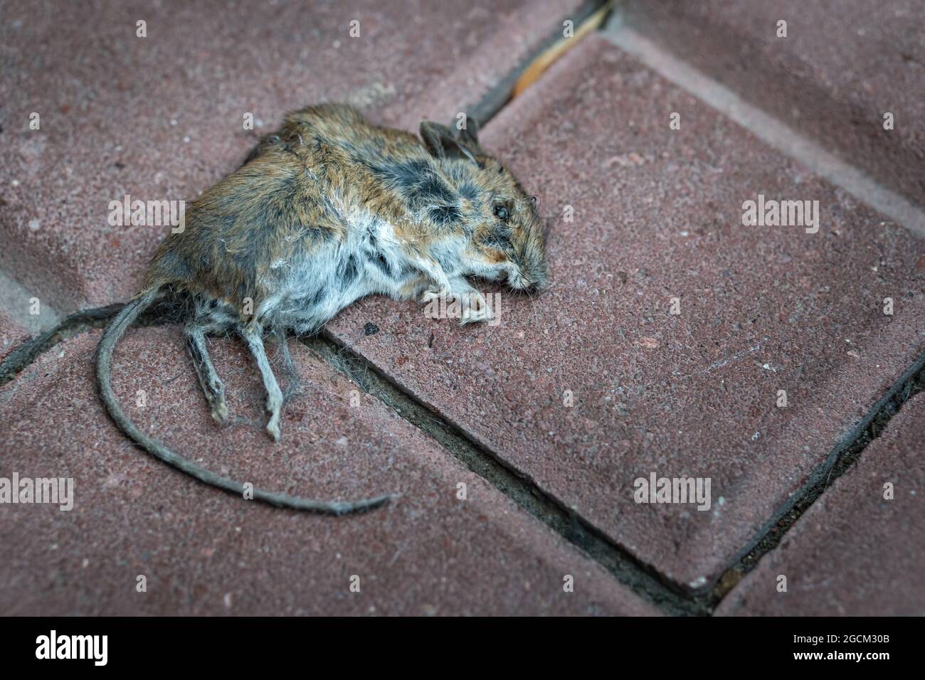 Close up view on dead mouse lying on ground Stock Photo - Alamy