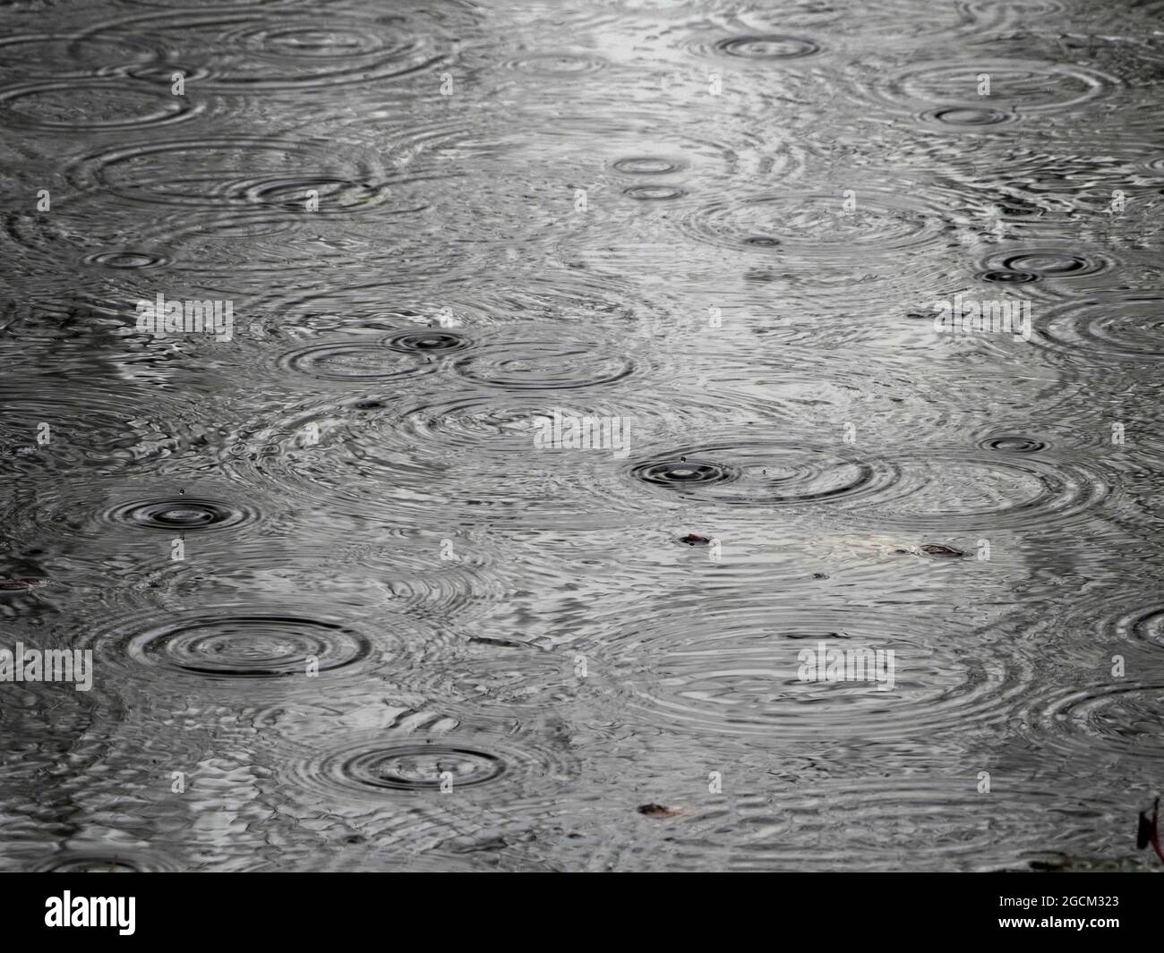 silver circles - pattern of raindrops falling in backlit puddle ...