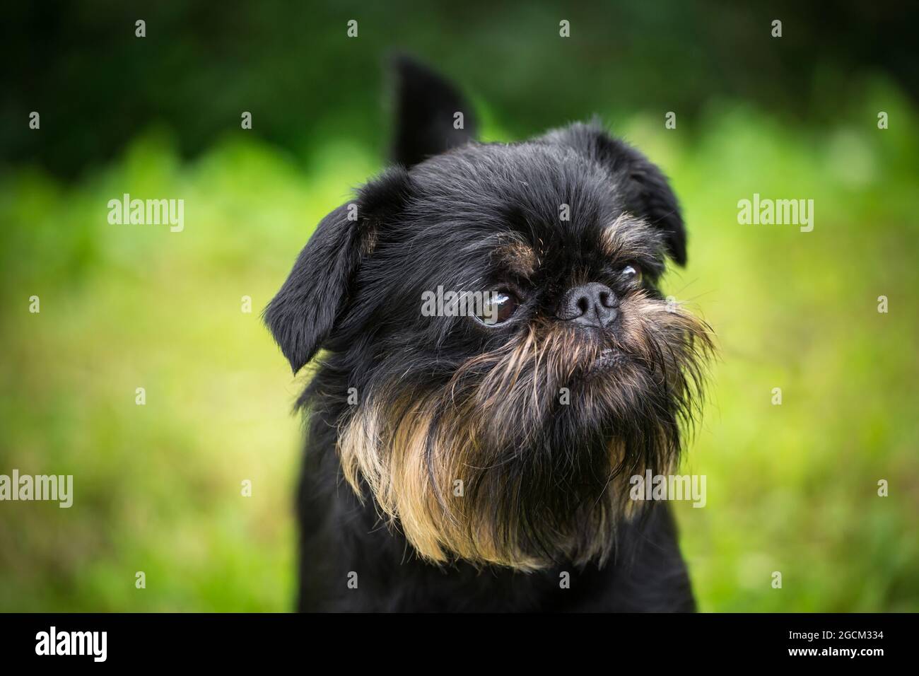 Belgian Griffon, Griffon Belge Stock Photo - Alamy