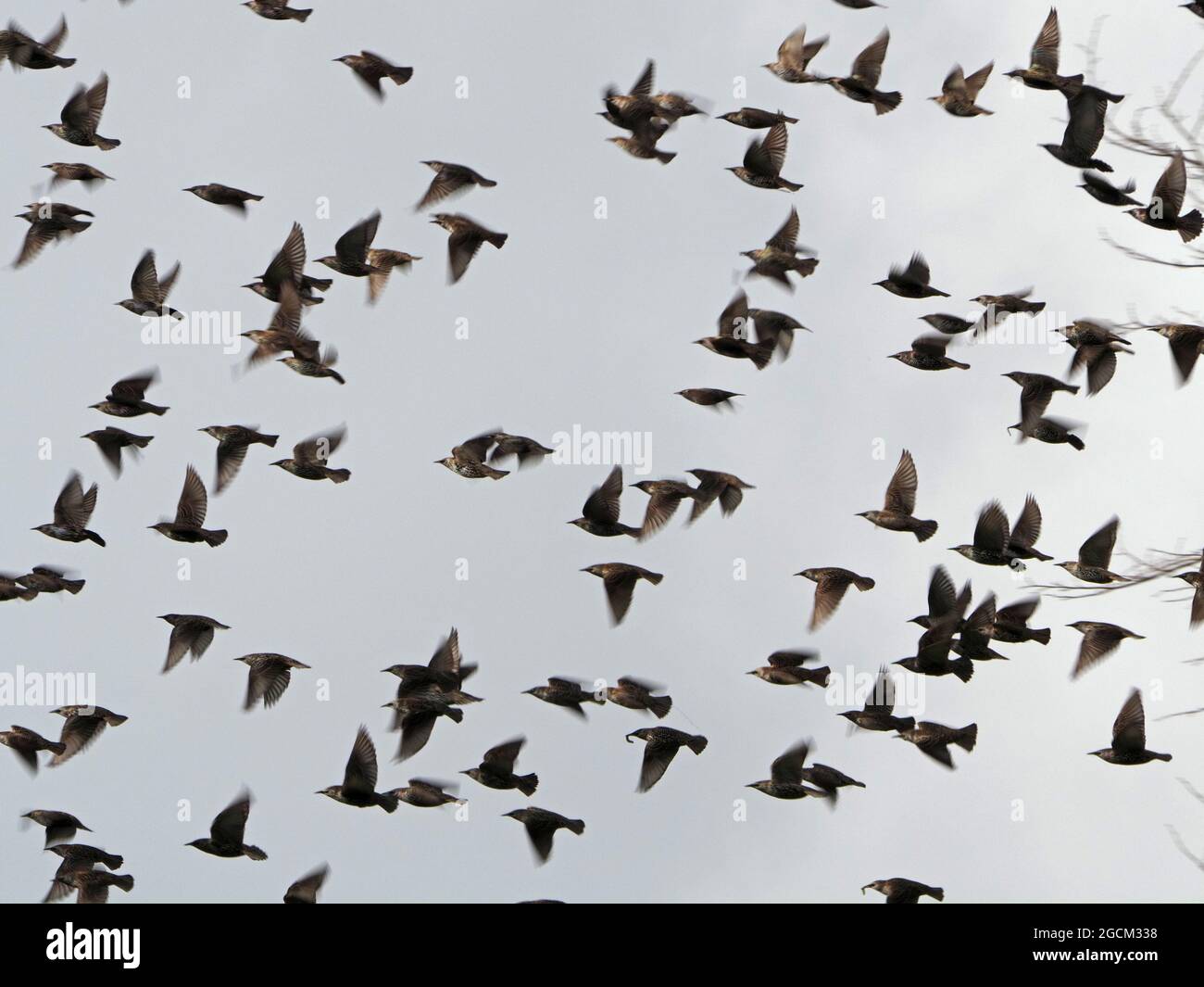 Grey starlings hi-res stock photography and images - Alamy