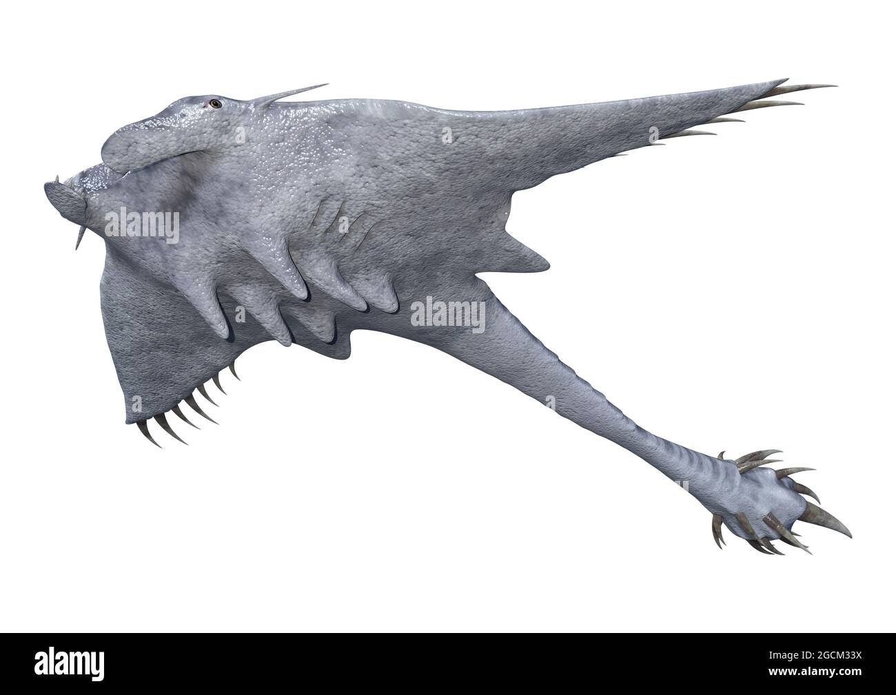 3D rendering of a devil ray isolated on white background Stock Photo ...