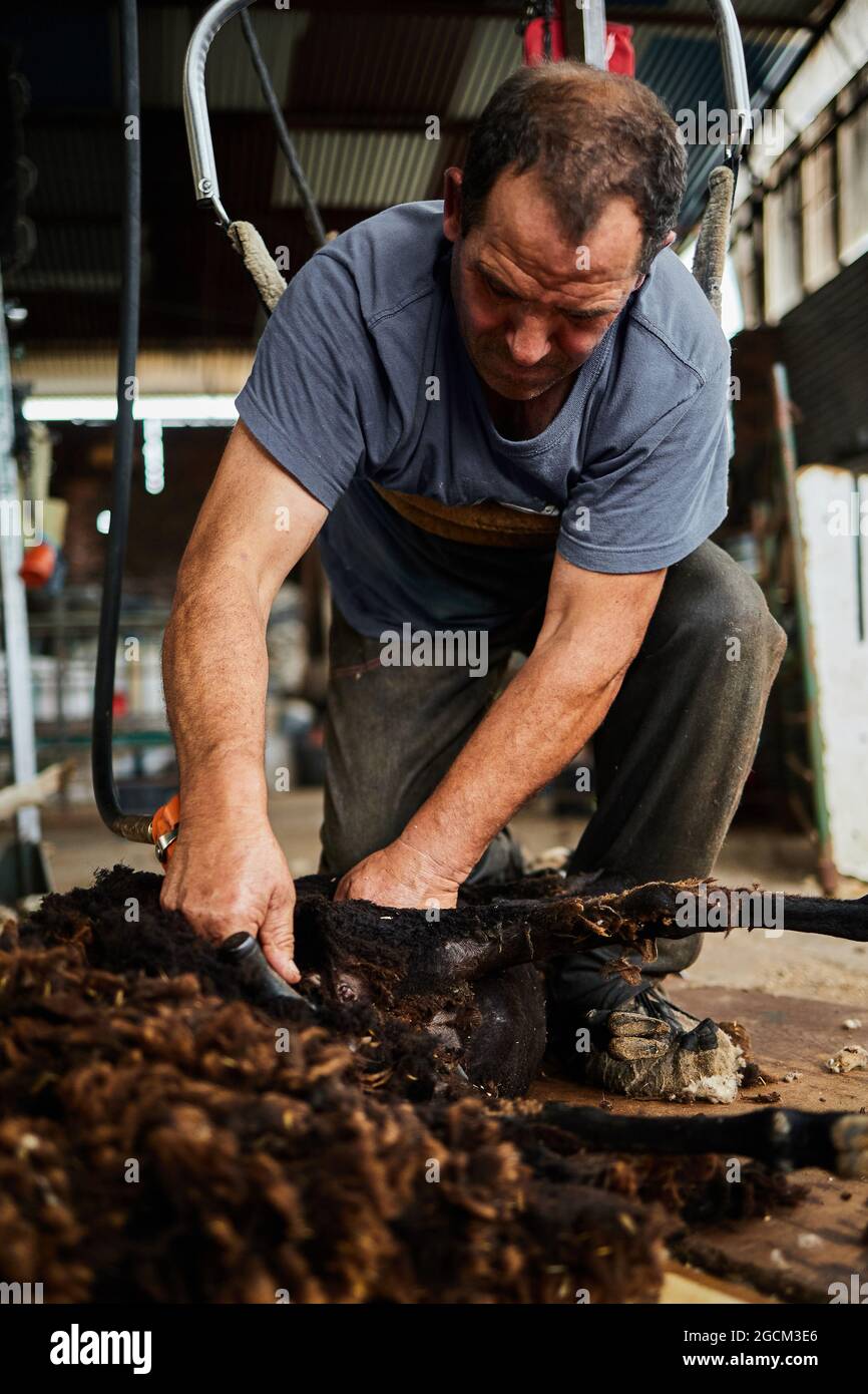 Male shearer using electric machine and shearing fluffy Merino sheep in ...