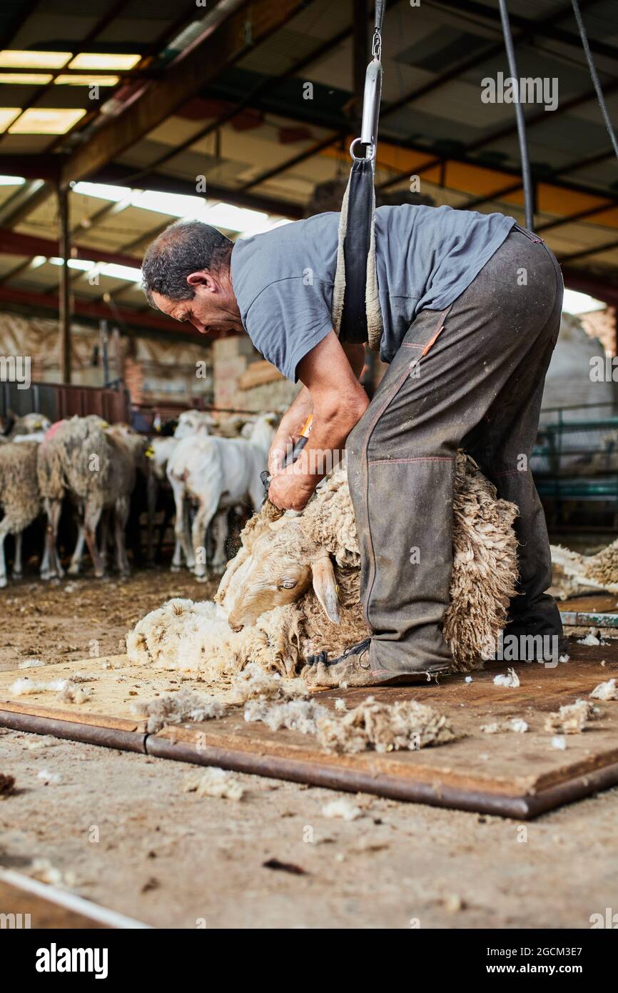 Male shearer using electric machine and shearing fluffy Merino sheep in ...