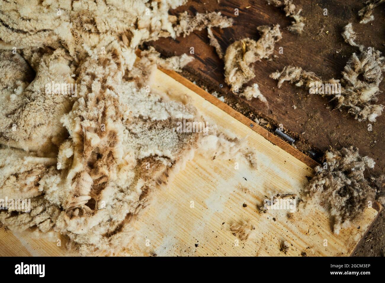 Top view of pile of sheared wool of sheep scattered on wooden floor in ...
