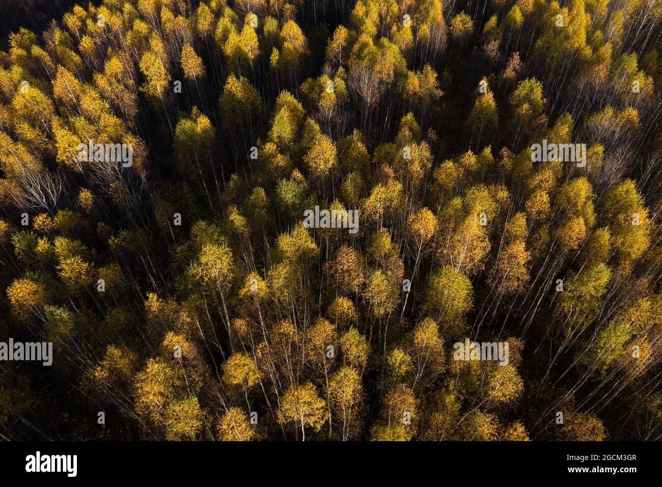 Full frame aerial view of yellow birch tree forest canopy by drone ...