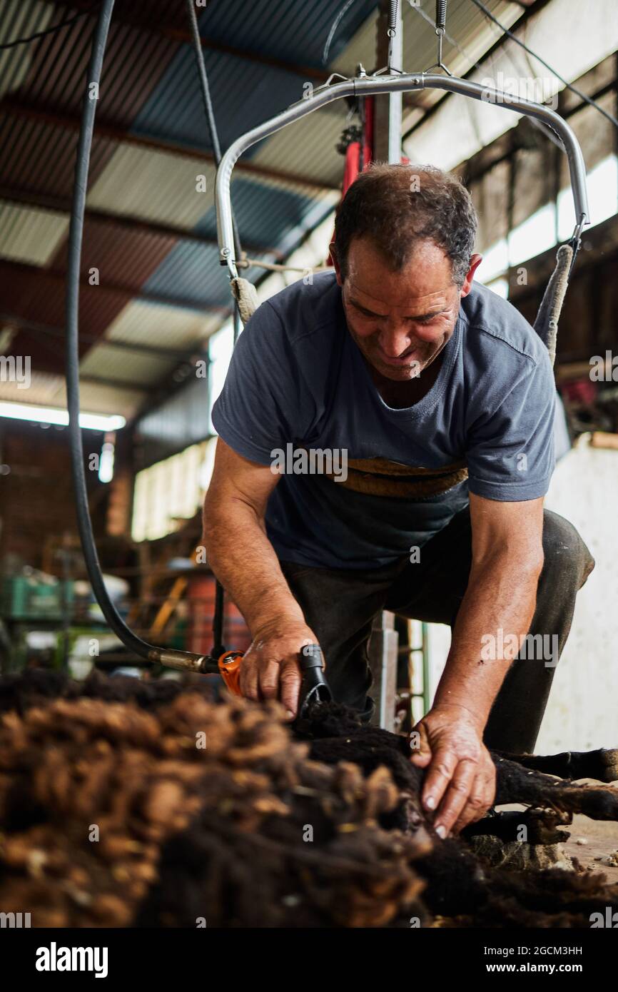 Male shearer using electric machine and shearing fluffy Merino sheep in ...