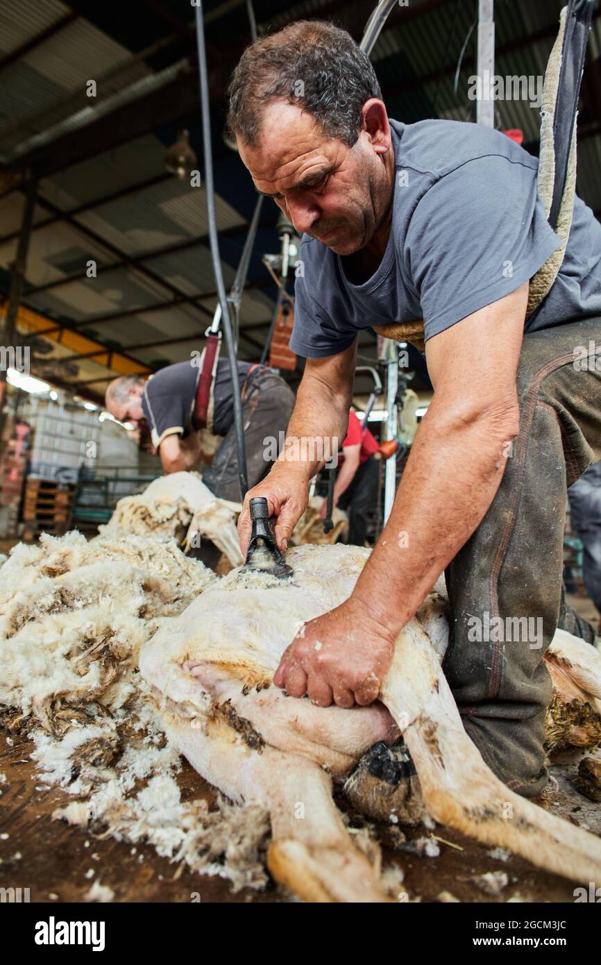 Male shearer using electric machine and shearing fluffy Merino sheep in ...