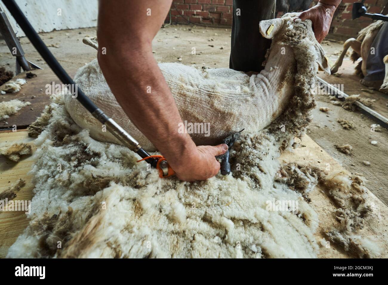 Crop male shearer using electric machine and shearing fluffy Merino ...