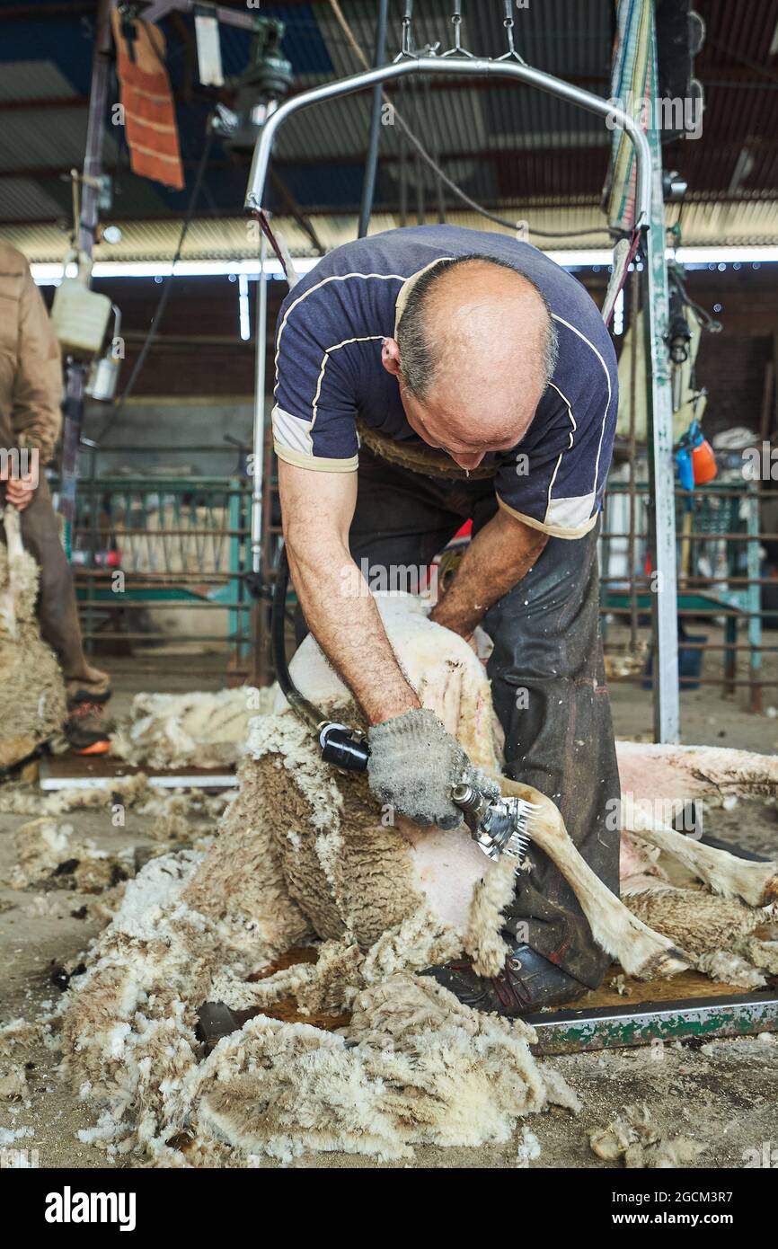 Male shearer using electric machine and shearing fluffy Merino sheep in ...