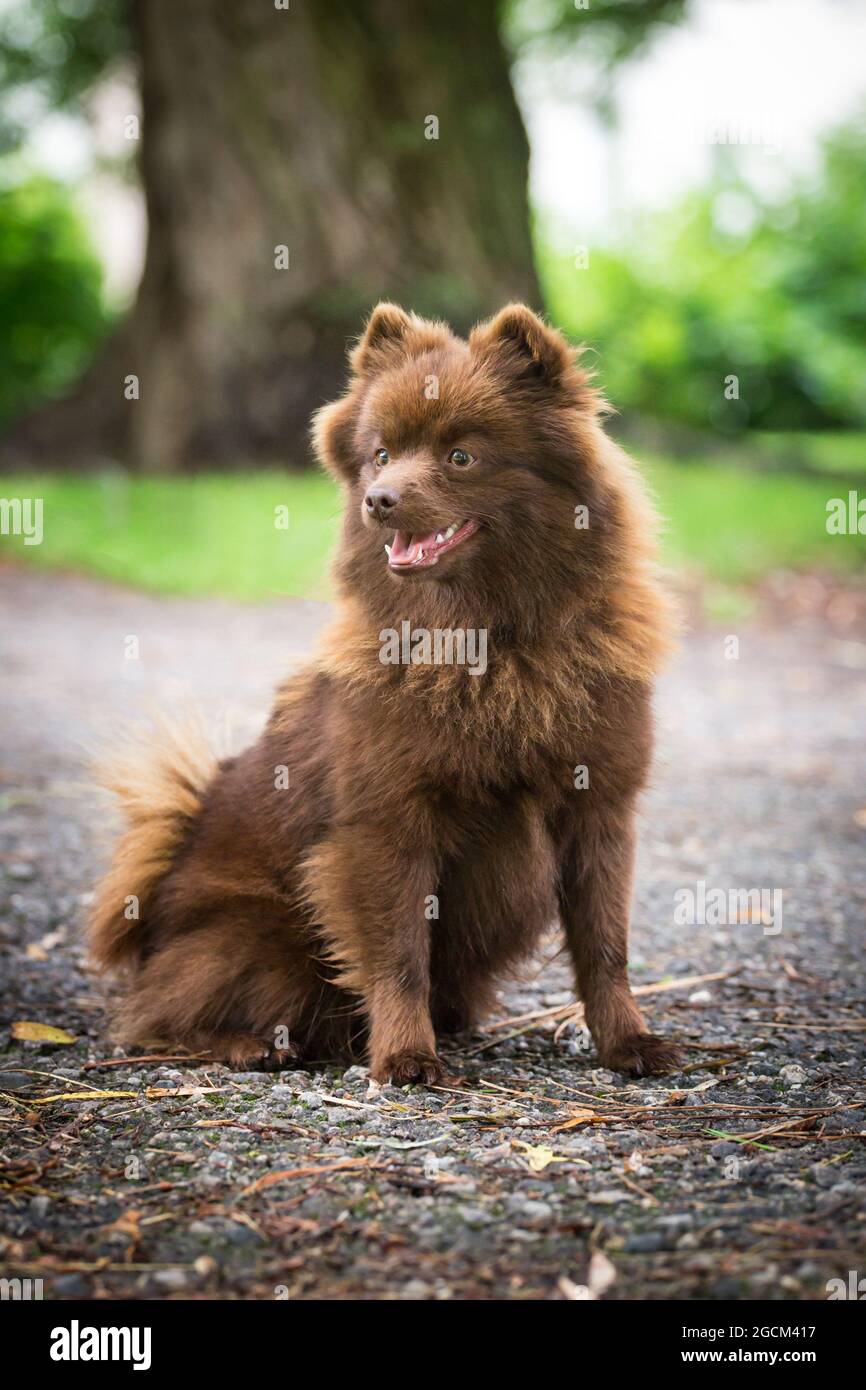 German spitz dog hi-res stock photography and images - Alamy