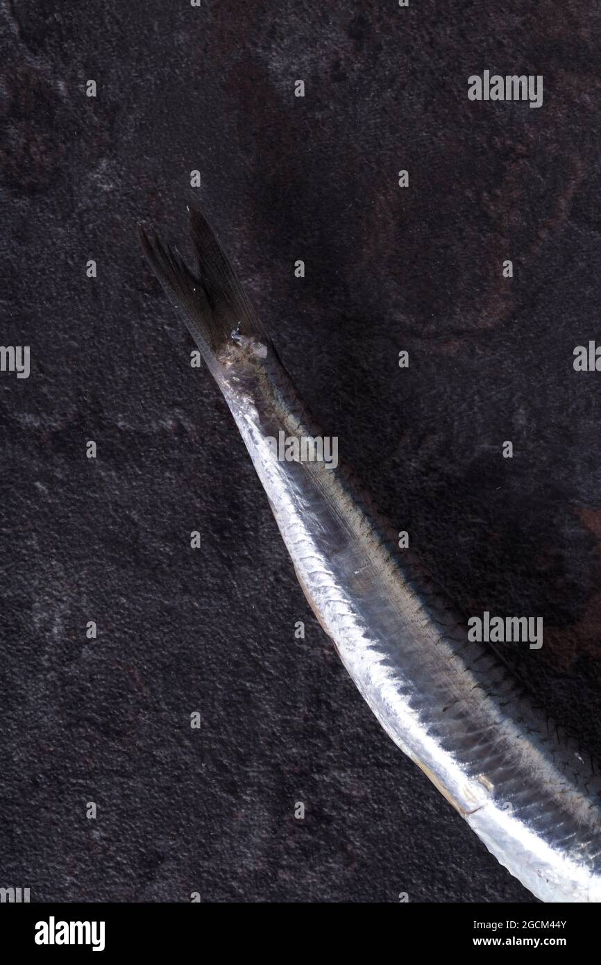 Tail crop hi-res stock photography and images - Alamy