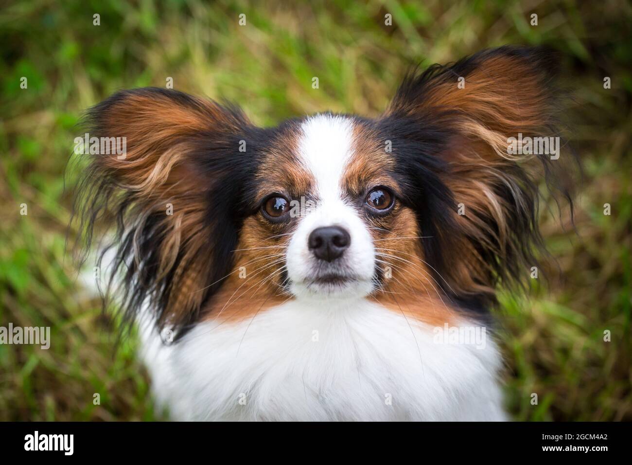 Papillon dog hi-res stock photography and images - Alamy