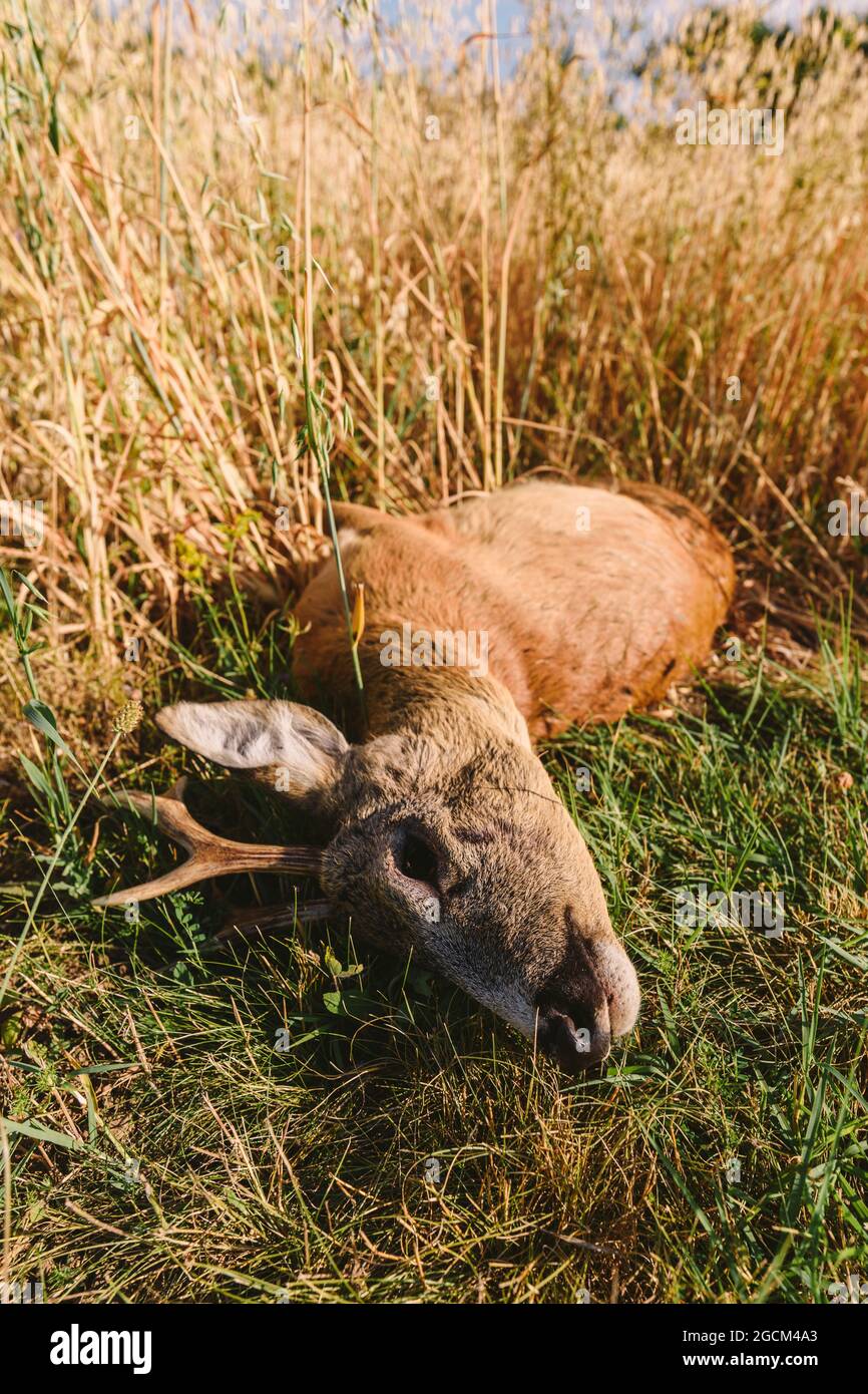 Cadaver fauna hi-res stock photography and images - Alamy